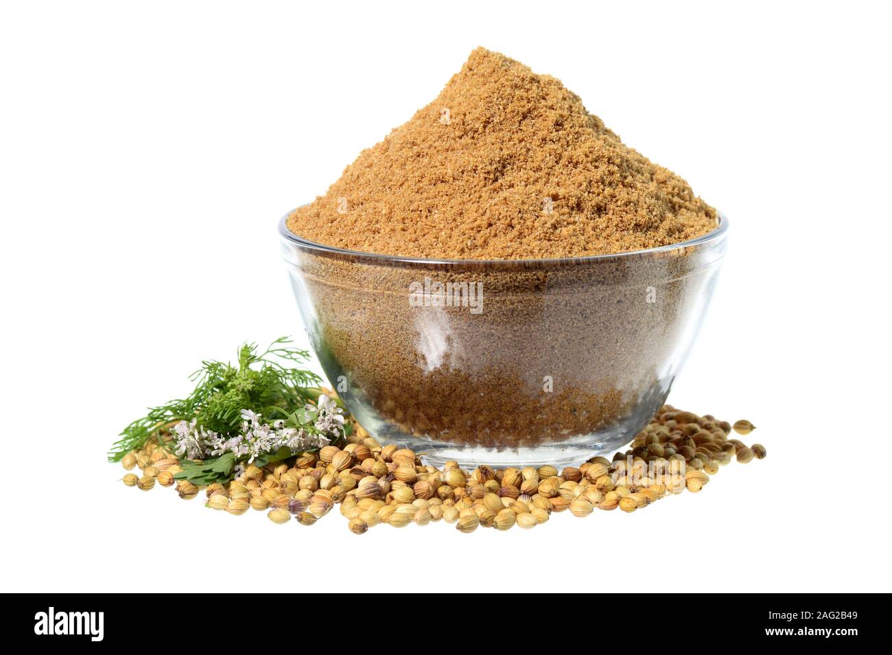 Coriander seeds, Fresh Coriander and Powdered coriander isolated on ...