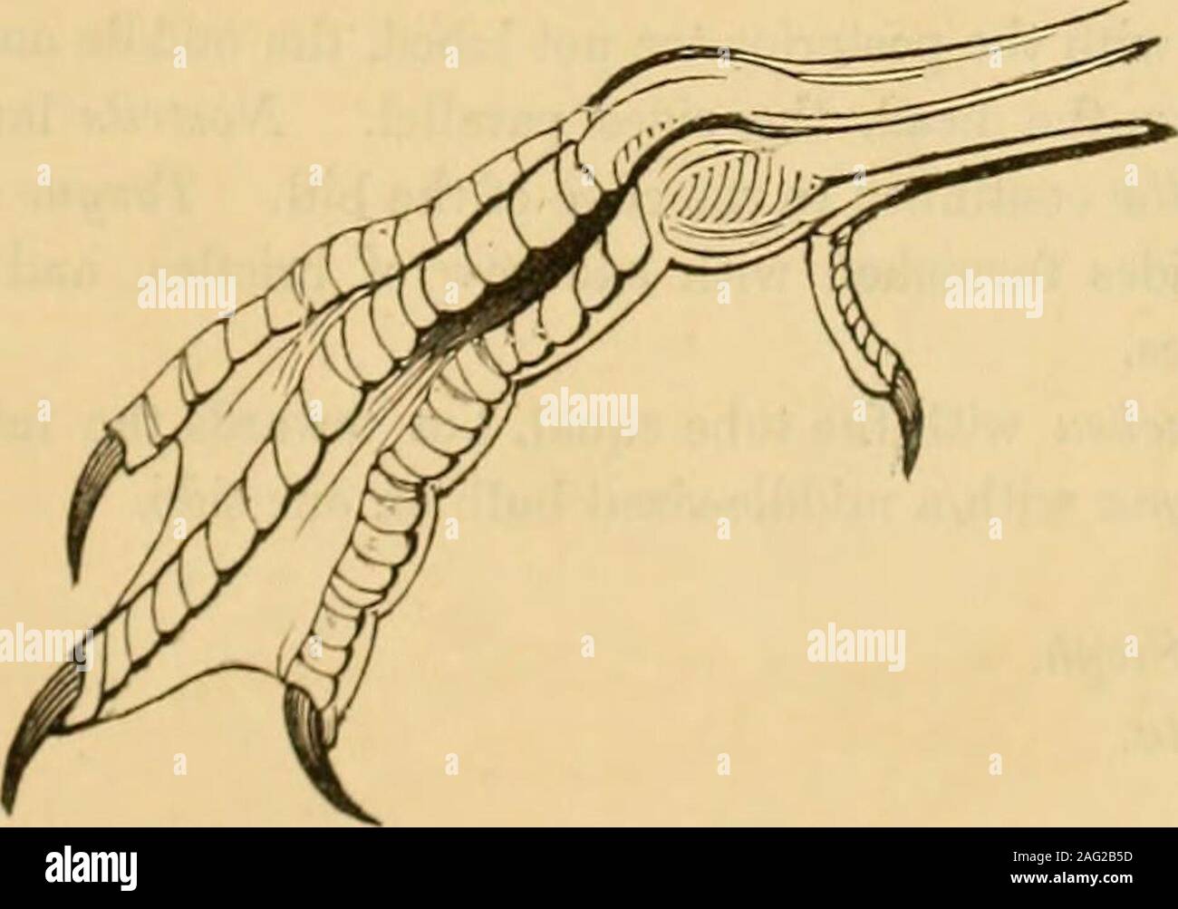 Nostrils near base of bill hi-res stock photography and images - Alamy