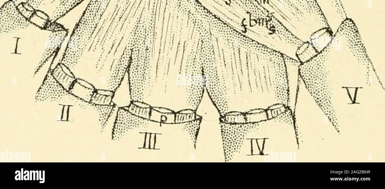 . The American journal of anatomy. • (. Fig. 4. Tbe stratum medium of ...