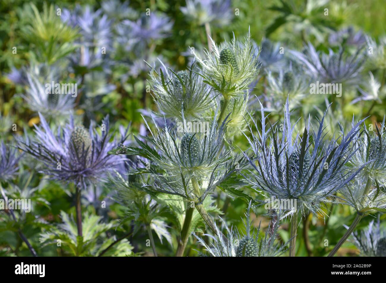 Eryngium thistle purple blue hi-res stock photography and images - Alamy