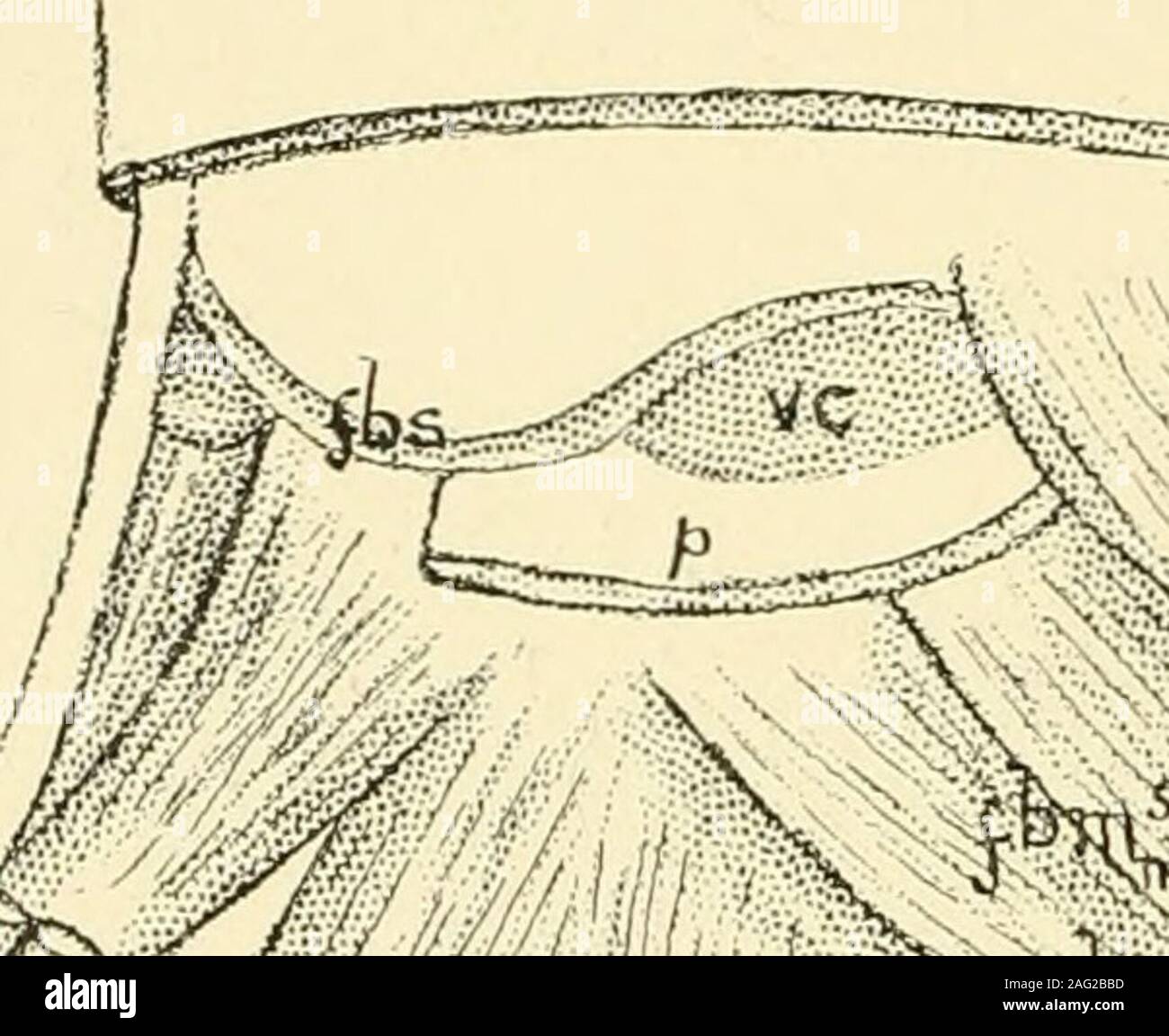 . The American journal of anatomy. yer of the palmar aponeurosis,the ...