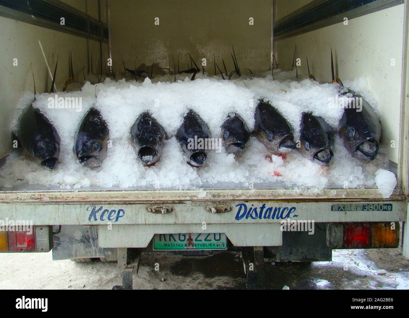 Freshly landed Yellowfin tuna (Thunnus albacares) being loaded on ...