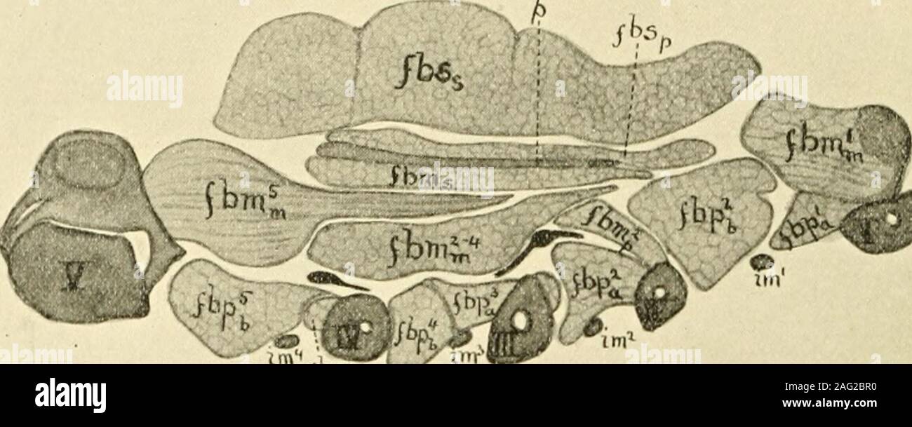 . The American journal of anatomy. between the ulnar slips of the ...