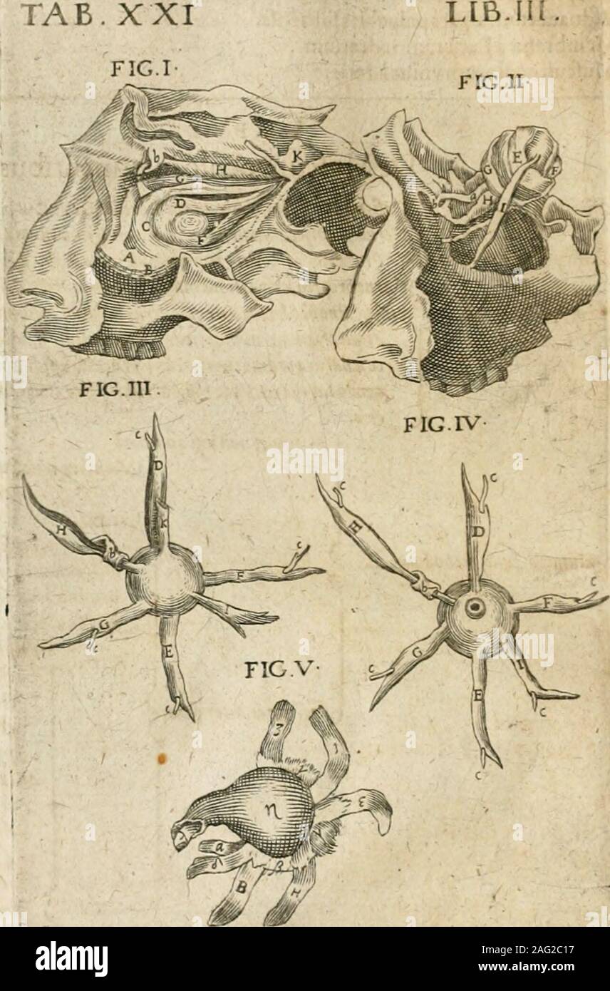 T anatomia hi-res stock photography and images - Alamy