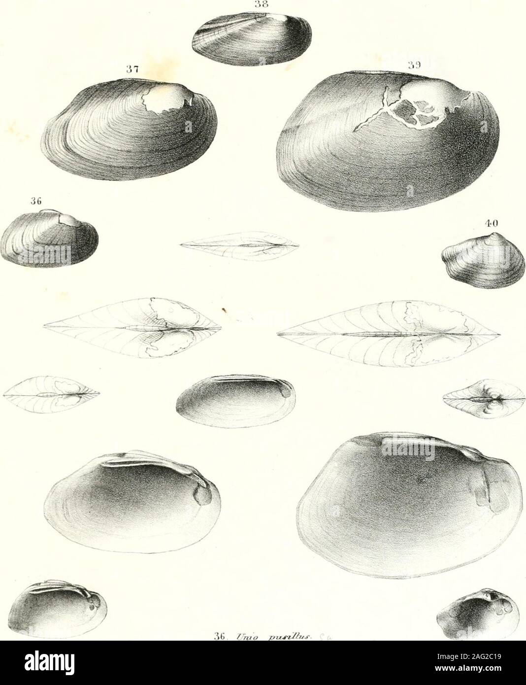 . Transactions - American Philosophical Society. uilateral; substance ...