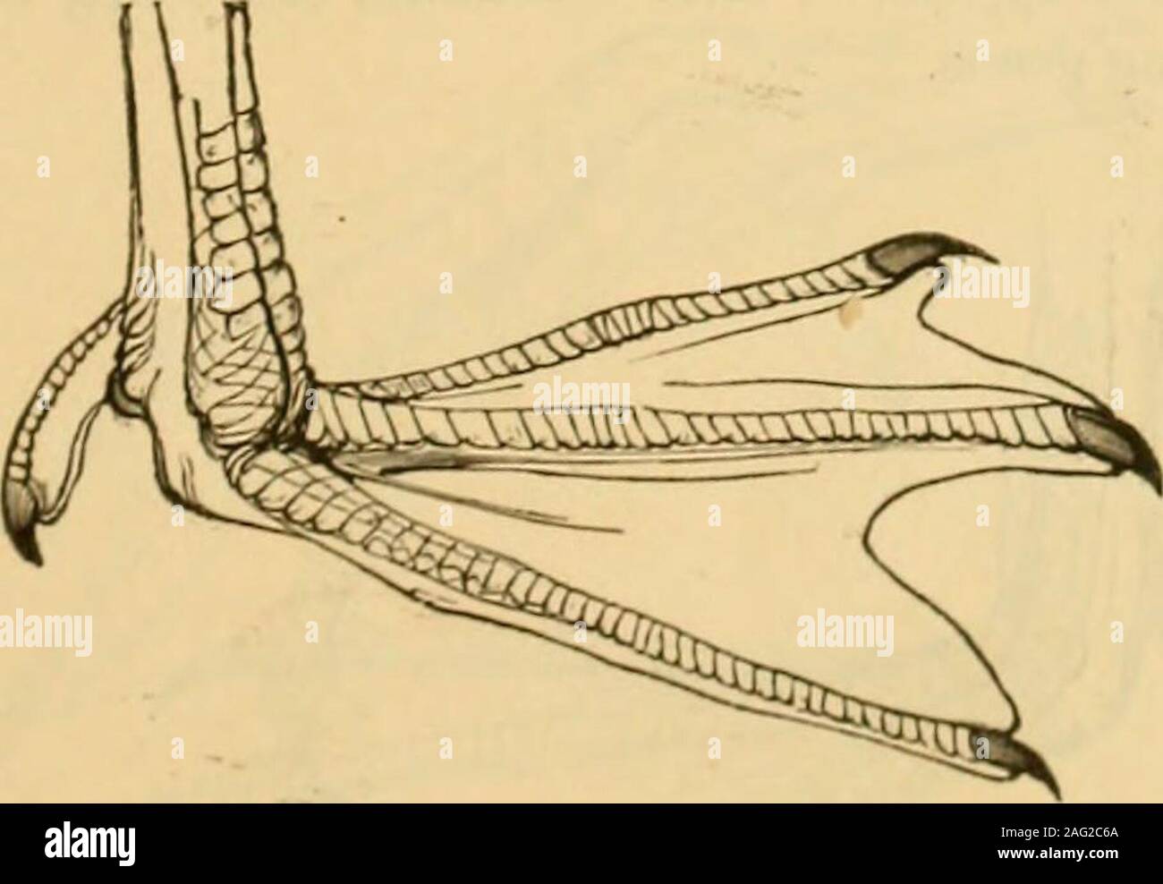 Nostrils parallel hi-res stock photography and images - Alamy