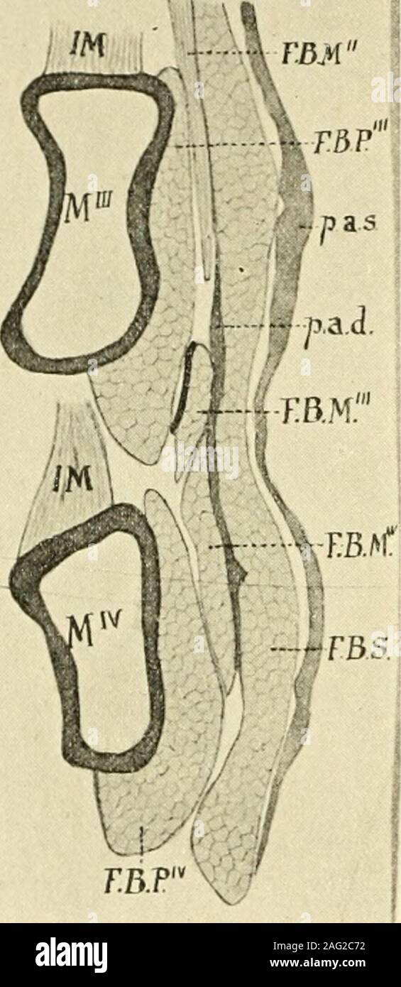 Palmar aponeurosis hi-res stock photography and images - Alamy