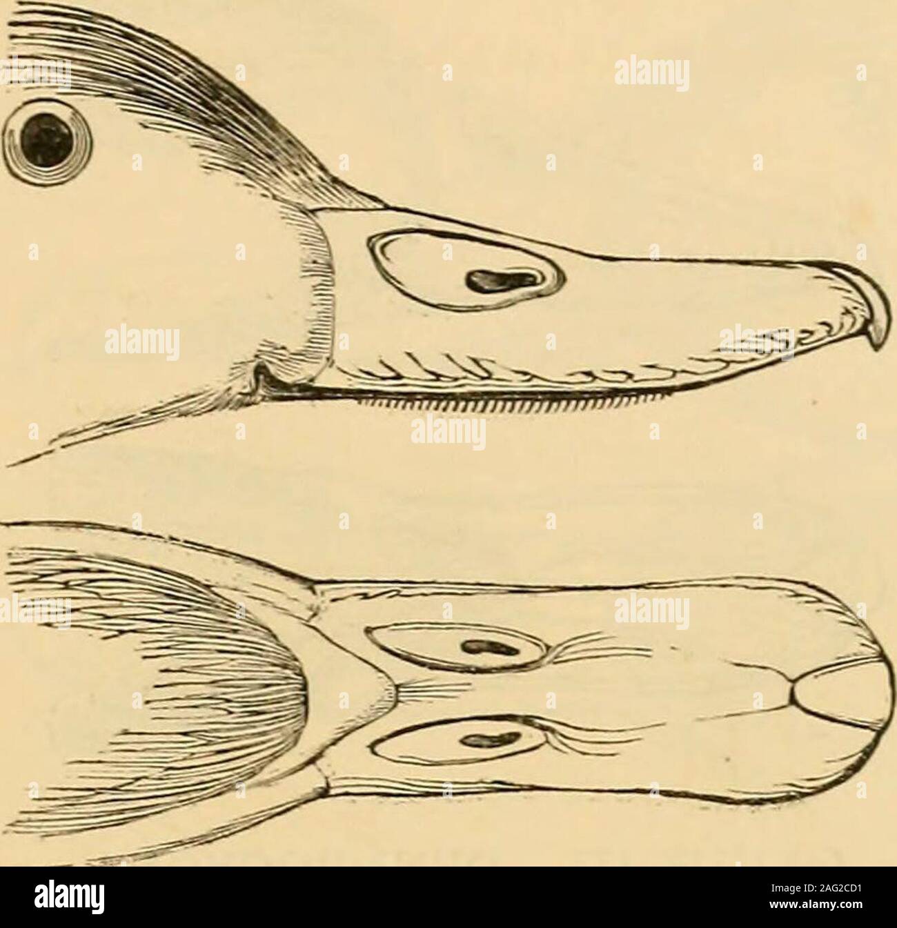 Nostrils parallel hi-res stock photography and images - Alamy