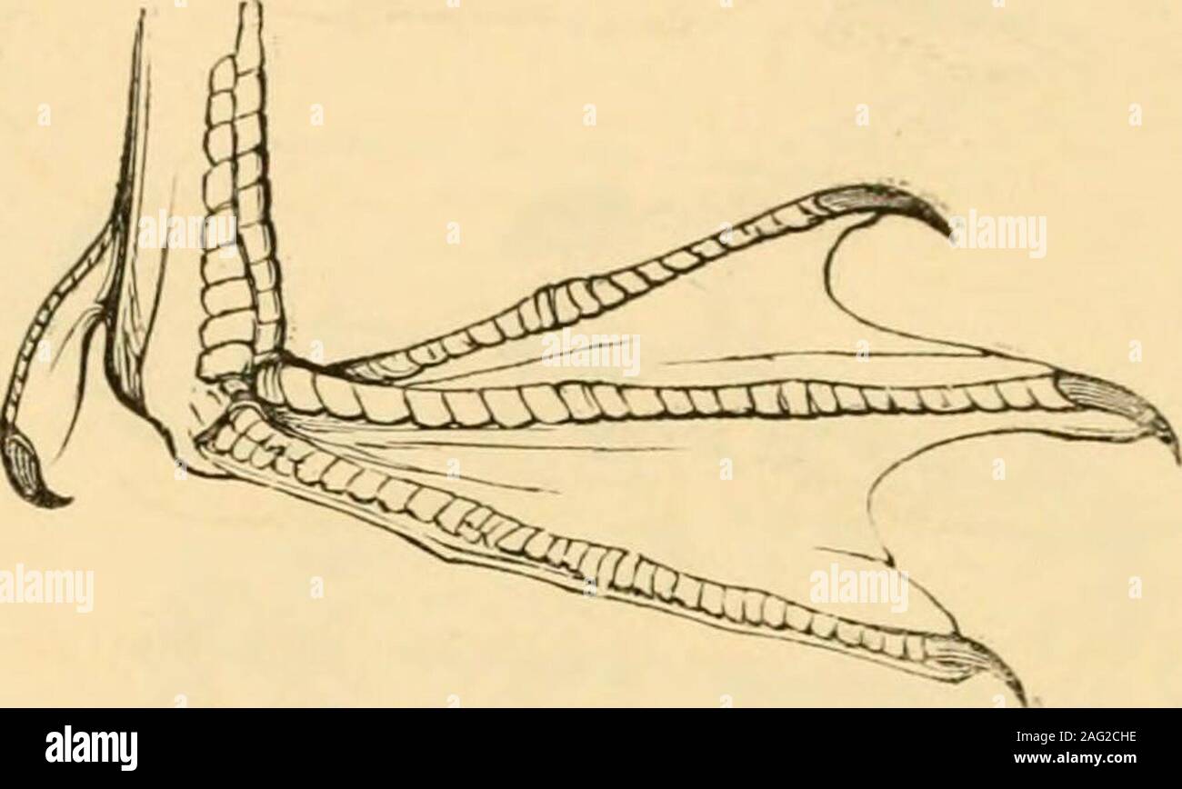 Mi size duck hi-res stock photography and images - Alamy