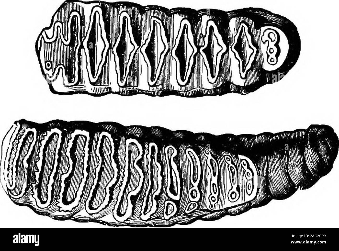 . Natural history object lessons : a manual for teachers. trans-verse ...