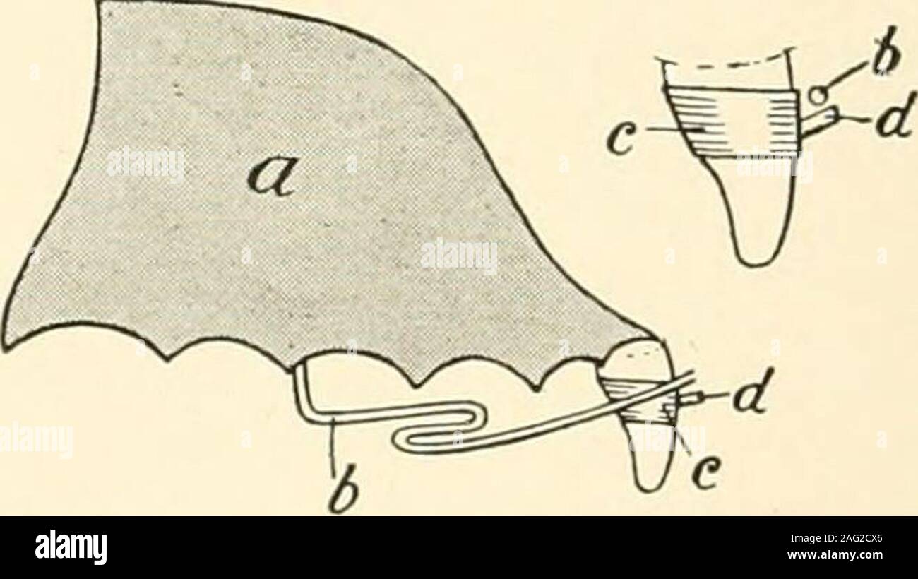. The science and practice of dental surgery. at right angles, or with ...