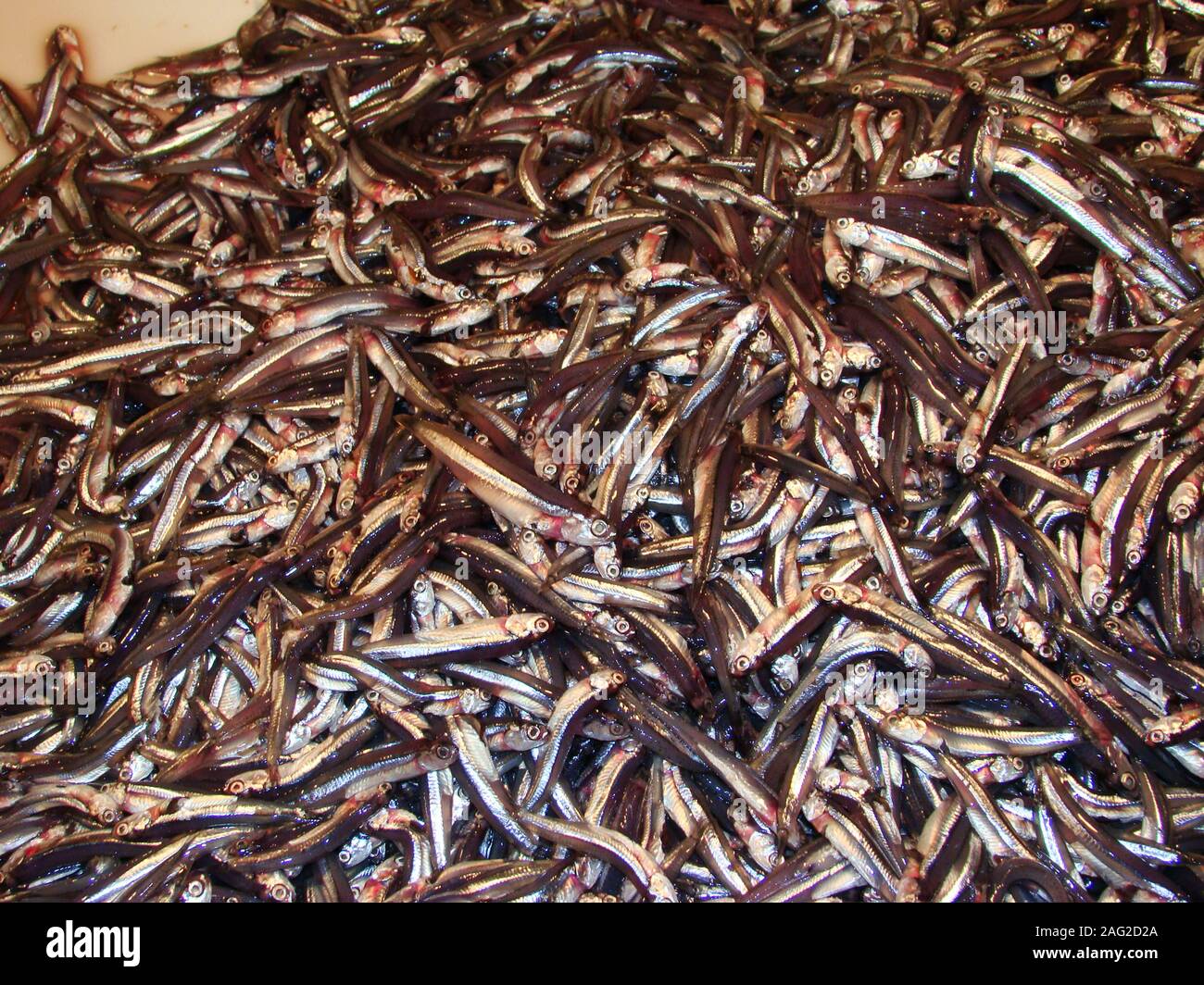 Fresh anchovies for sale at a fish stall in Tabaco city, Luzon island ...