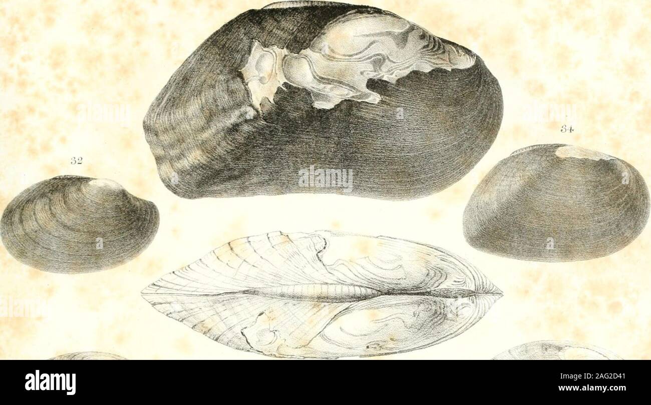 Short tooth cardinal hi-res stock photography and images - Alamy