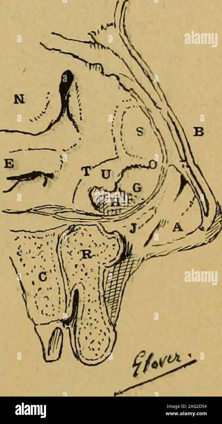 Anatomie du nez hi-res stock photography and images - Alamy