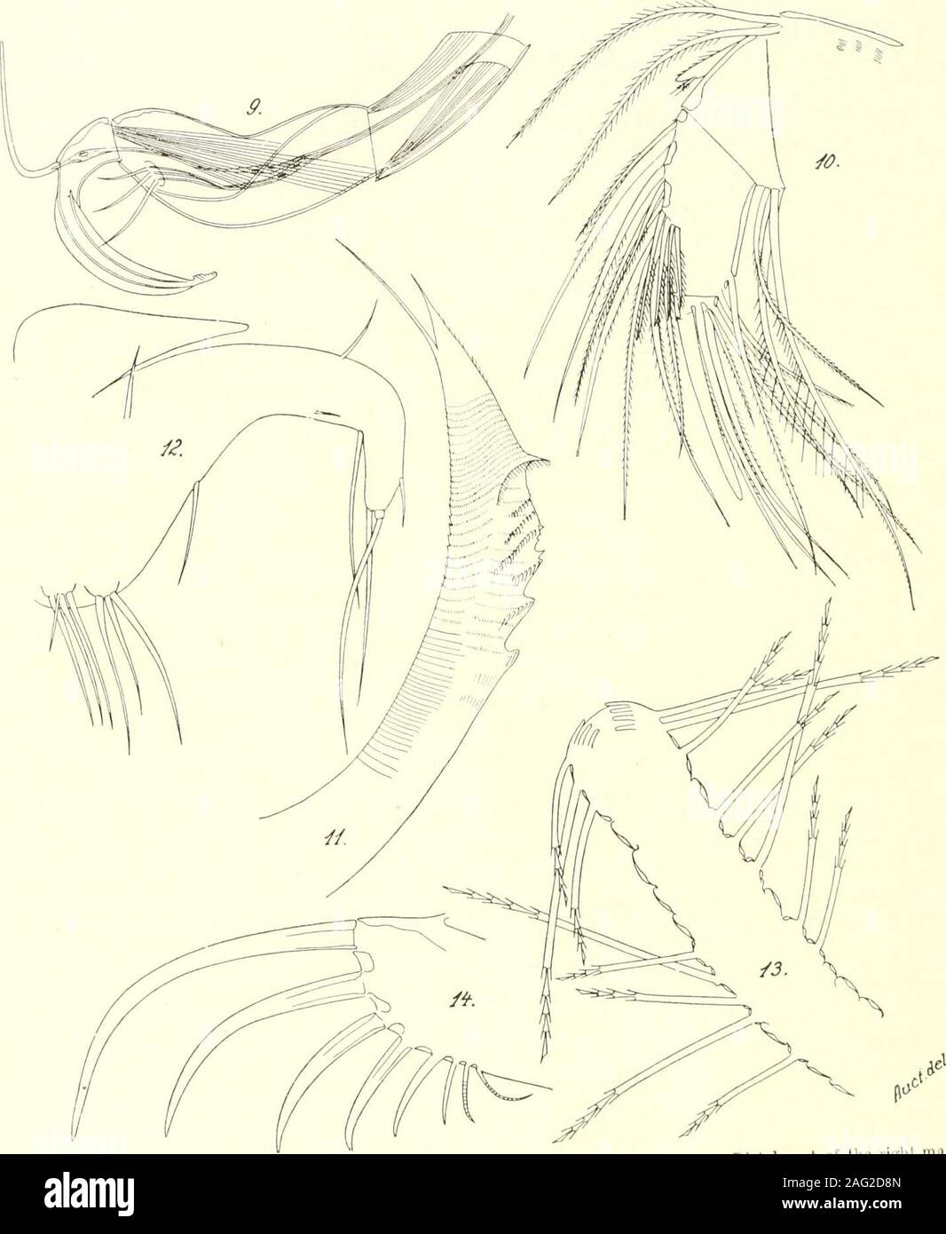 . Studies on marine ostracods : pt. 1, Cypridinids, halocyprids and ...