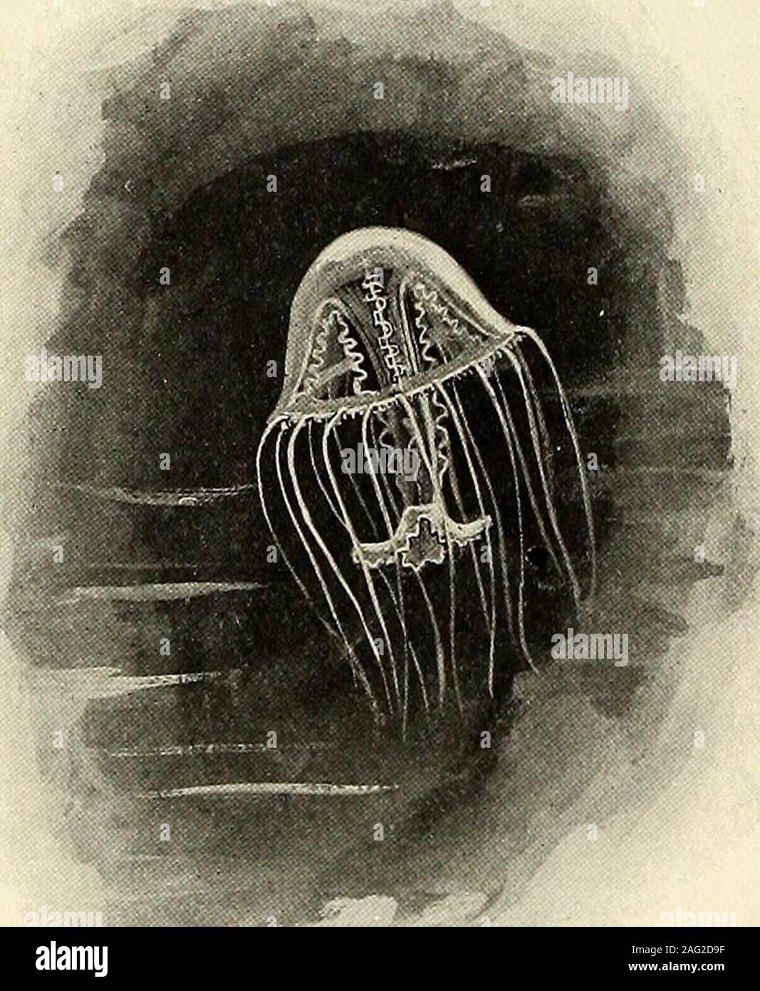 Hydroid colony hi-res stock photography and images - Alamy