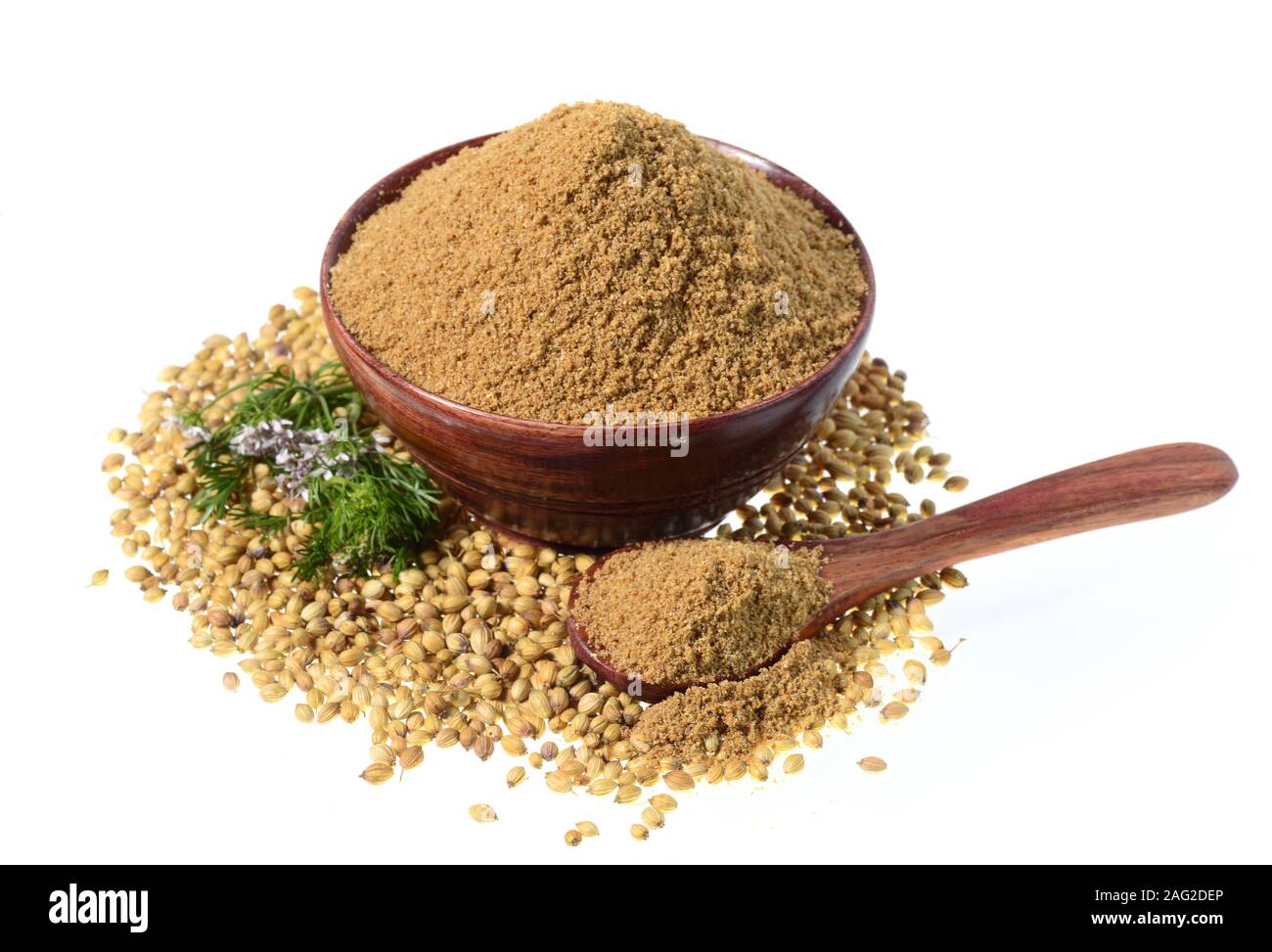 Coriander seeds, Fresh Coriander and Powdered coriander isolated on ...