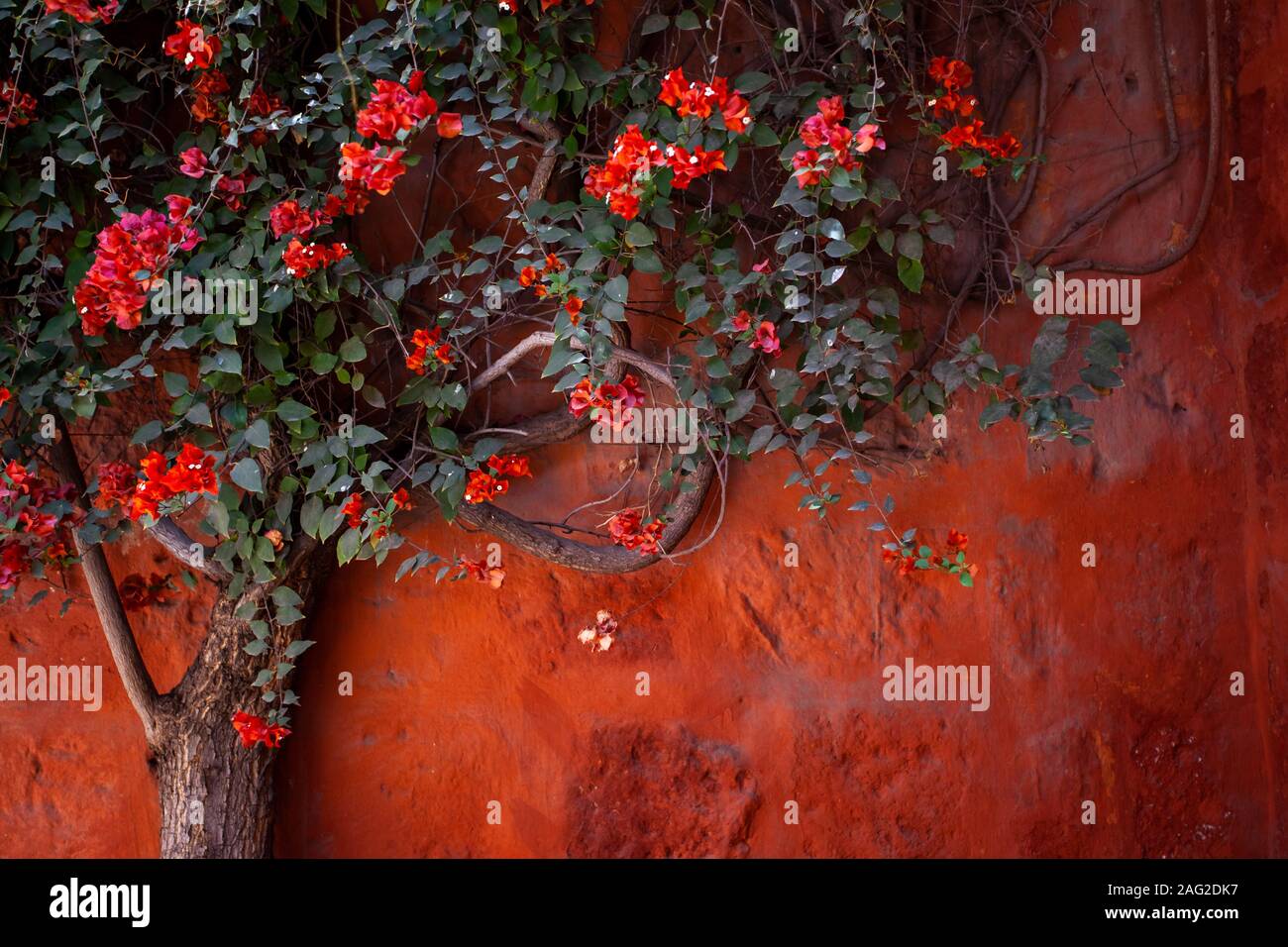 Blooming tree on a background of red texture wall Stock Photo - Alamy