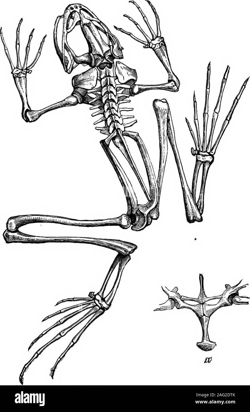 . Natural history object lessons : a manual for teachers. Kg. 102 ...