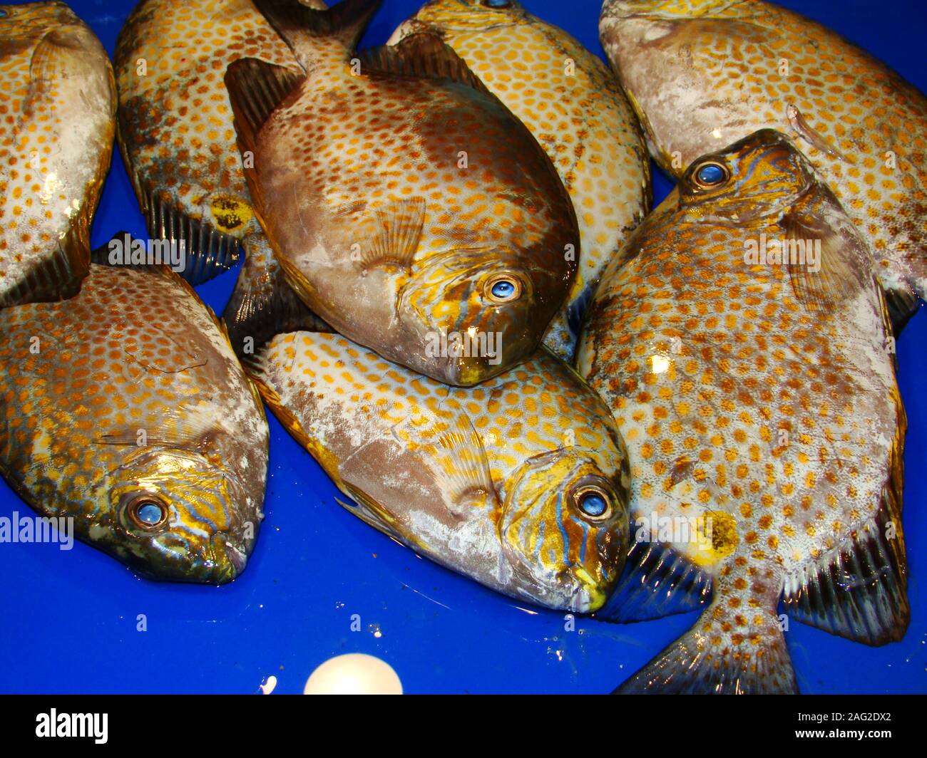 Fresh fish for sale at a fish stall in Tabaco city, Luzon island, The ...
