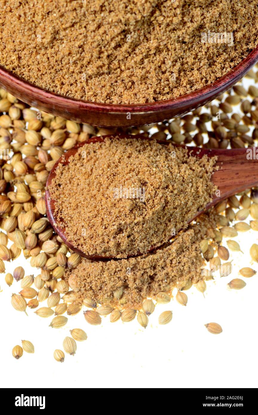Coriander seeds, Fresh Coriander and Powdered coriander isolated on ...