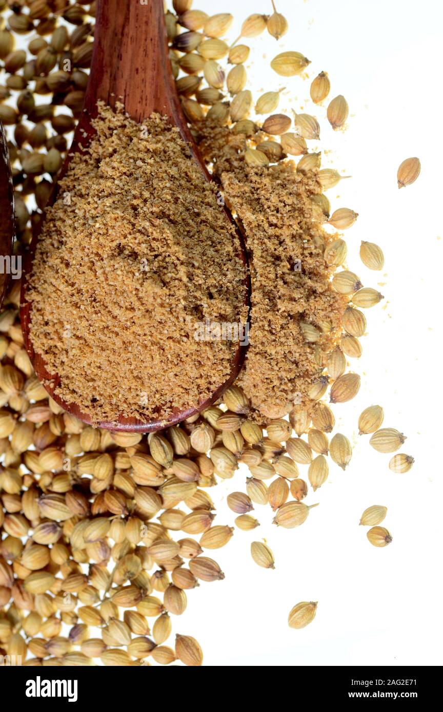 Coriander seeds, Fresh Coriander and Powdered coriander isolated on ...