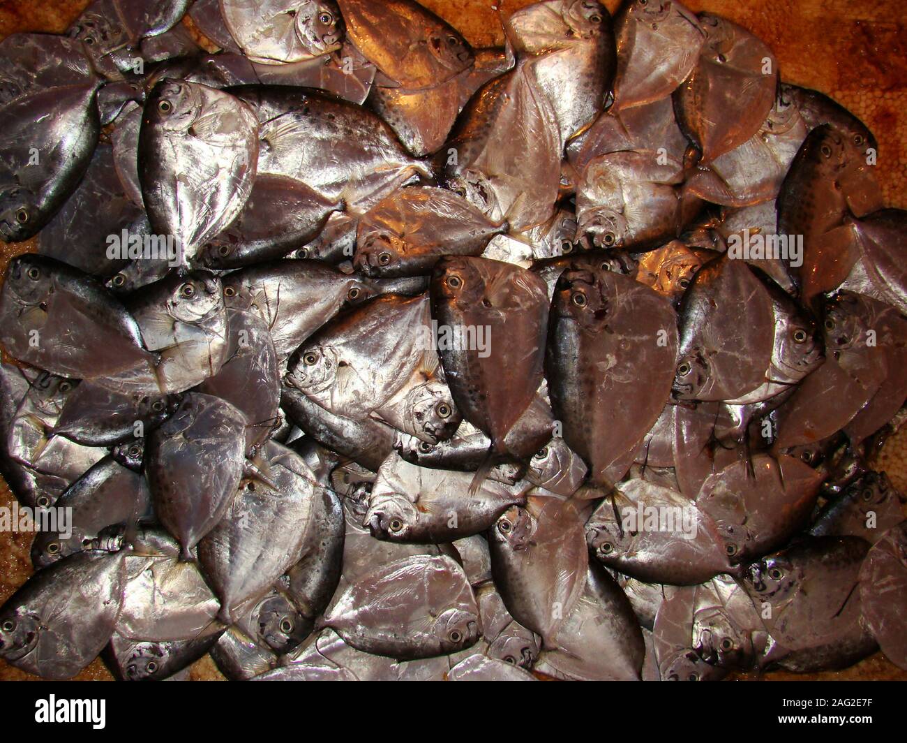 Fresh pomfret fish for sale at a fish stall in Tabaco city, Luzon ...