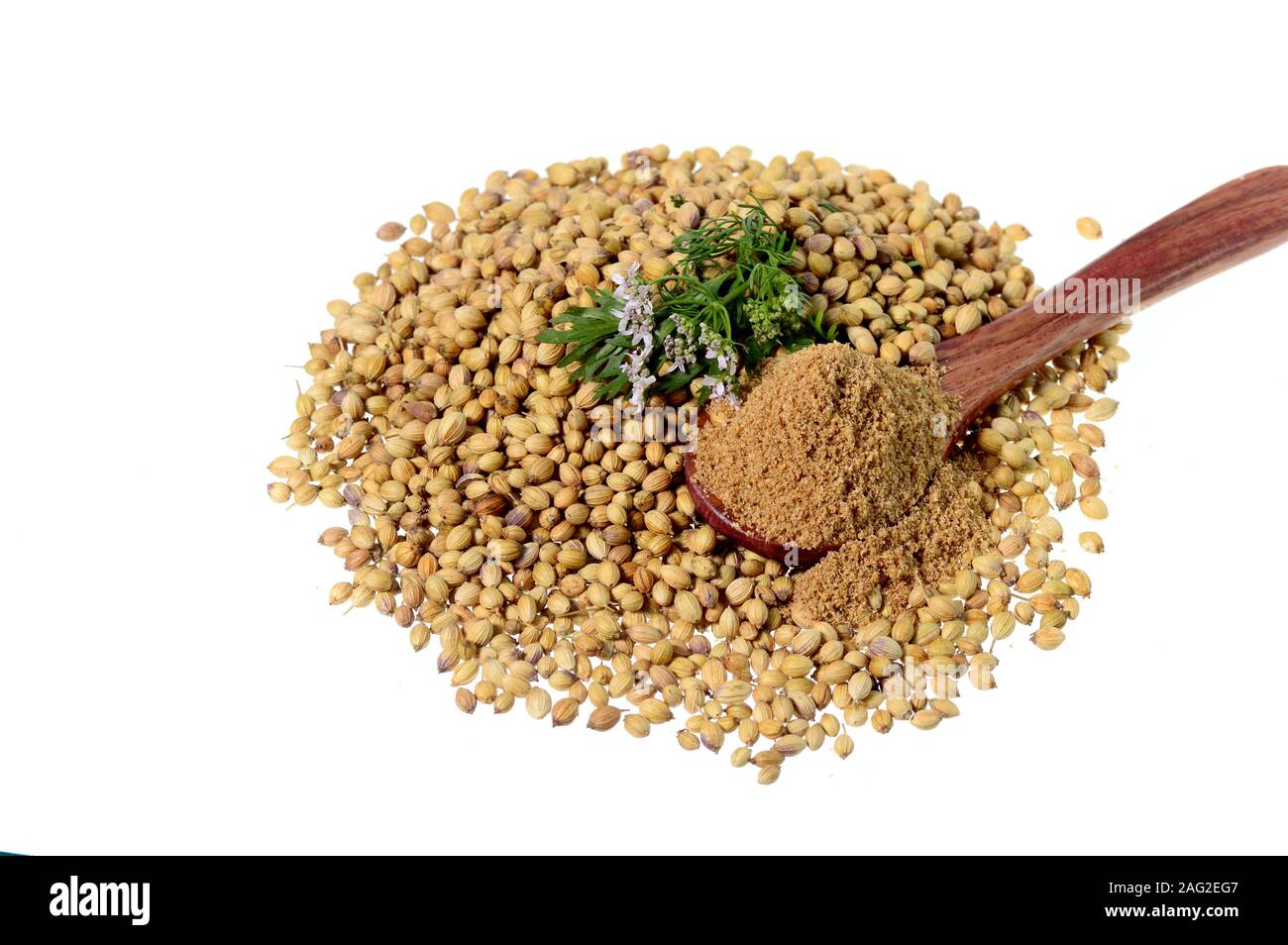 Coriander seeds, Fresh Coriander and Powdered coriander isolated on ...