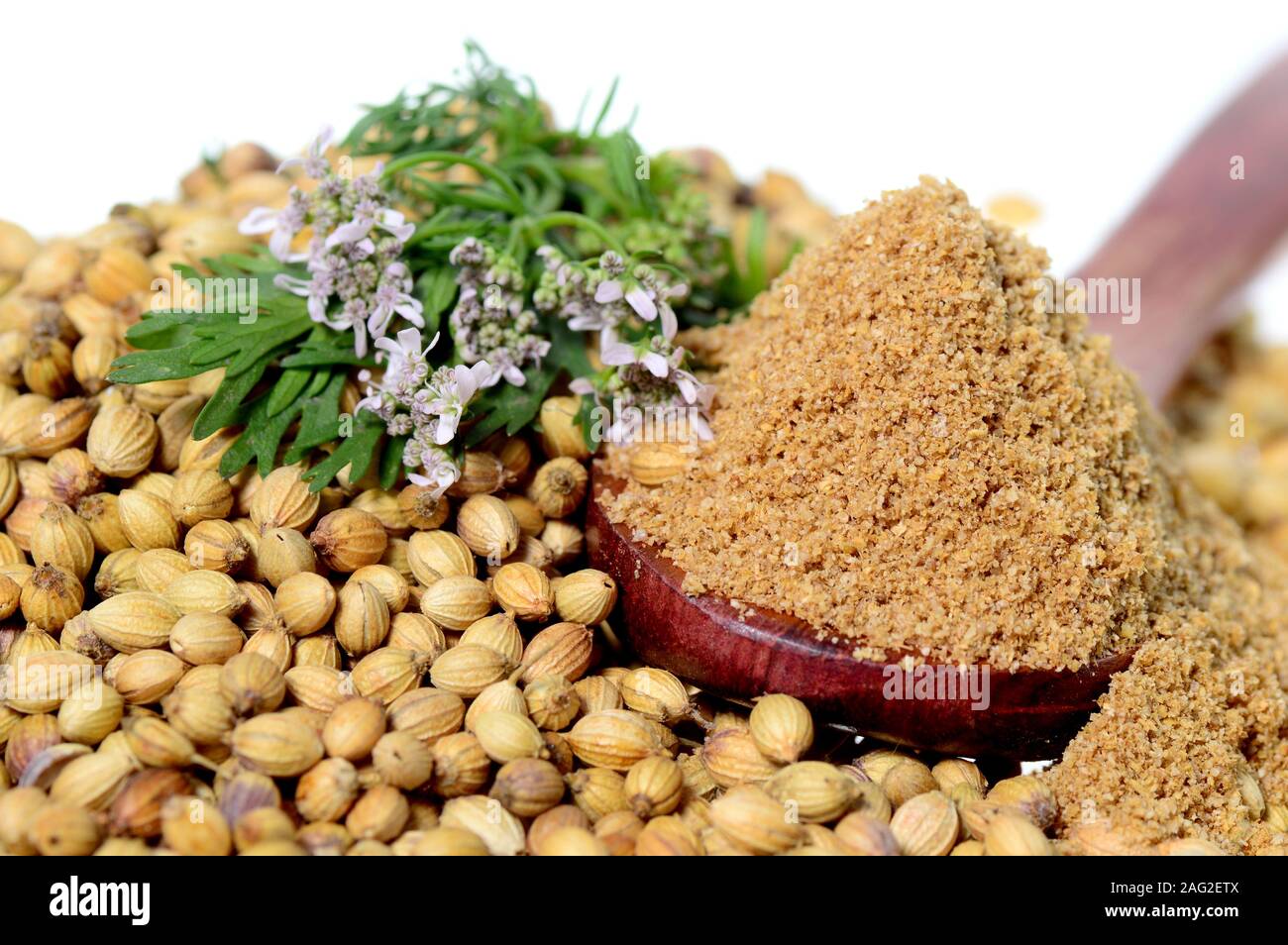 Coriander seeds, Fresh Coriander and Powdered coriander isolated on ...