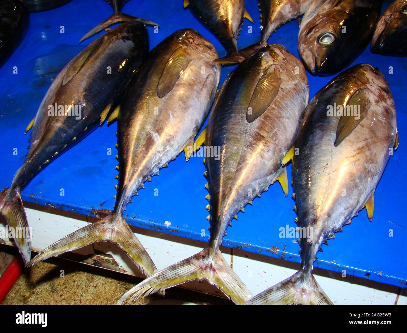 Immature tuna for sale at a fish stall in Tabaco city, Luzon island ...