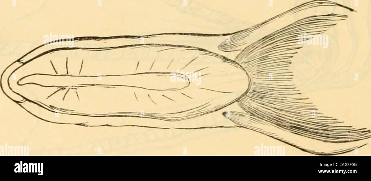 Caruncula hi-res stock photography and images - Alamy
