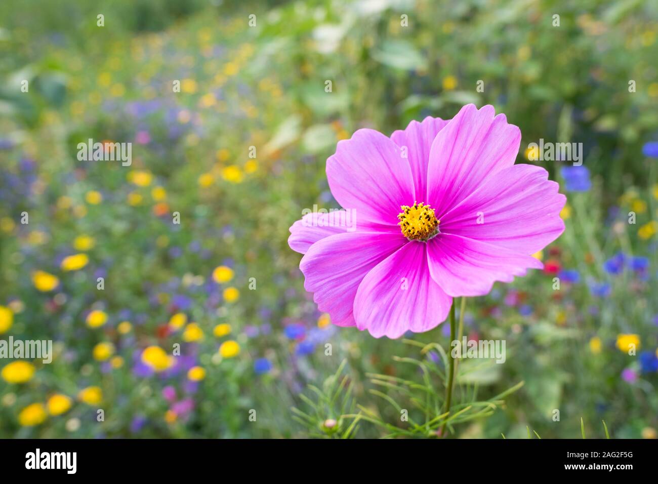 Beautiful vibrant pink colored flower in a field of wildflowers Stock ...