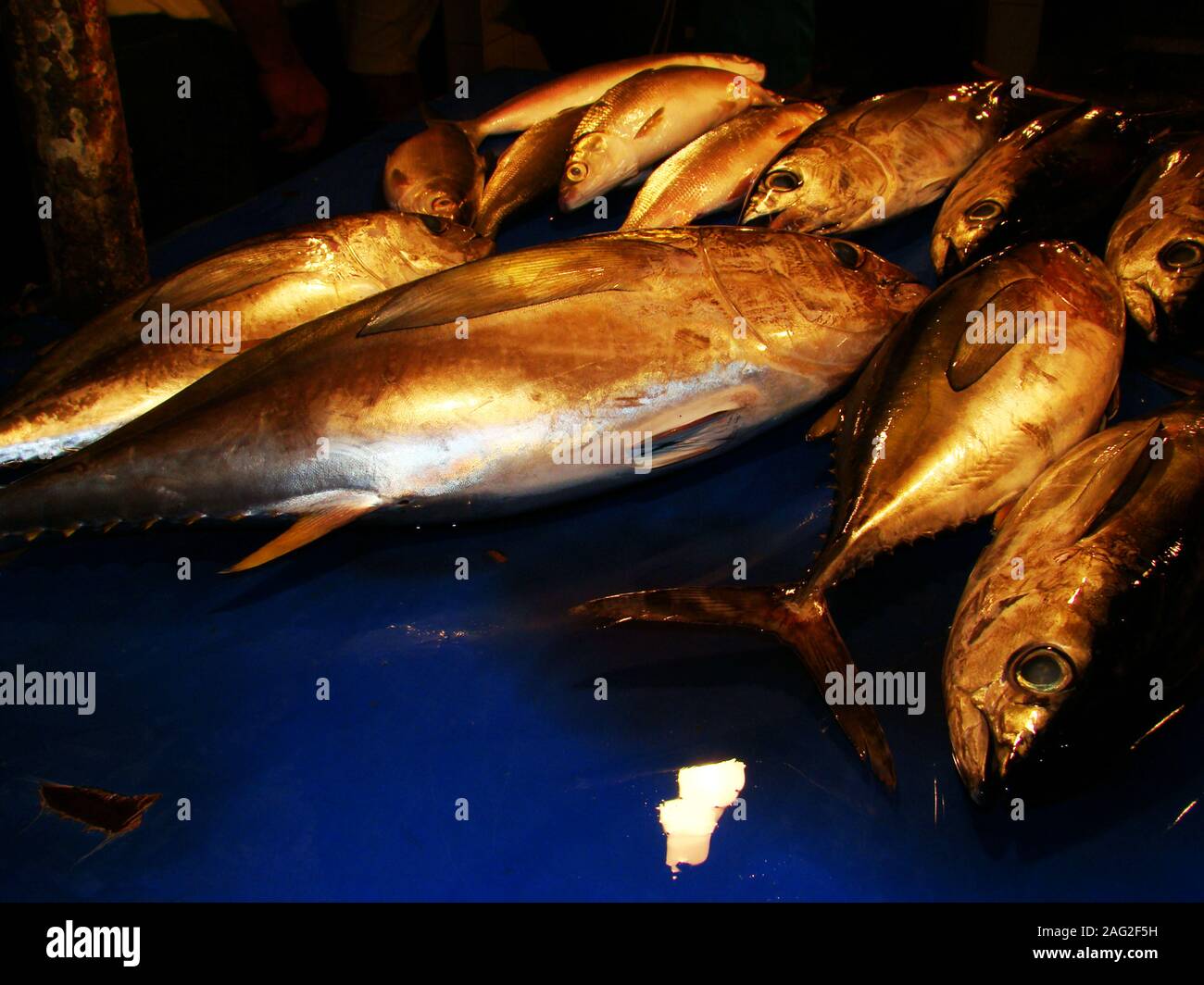 Immature tuna for sale at a fish stall in Tabaco city, Luzon island ...