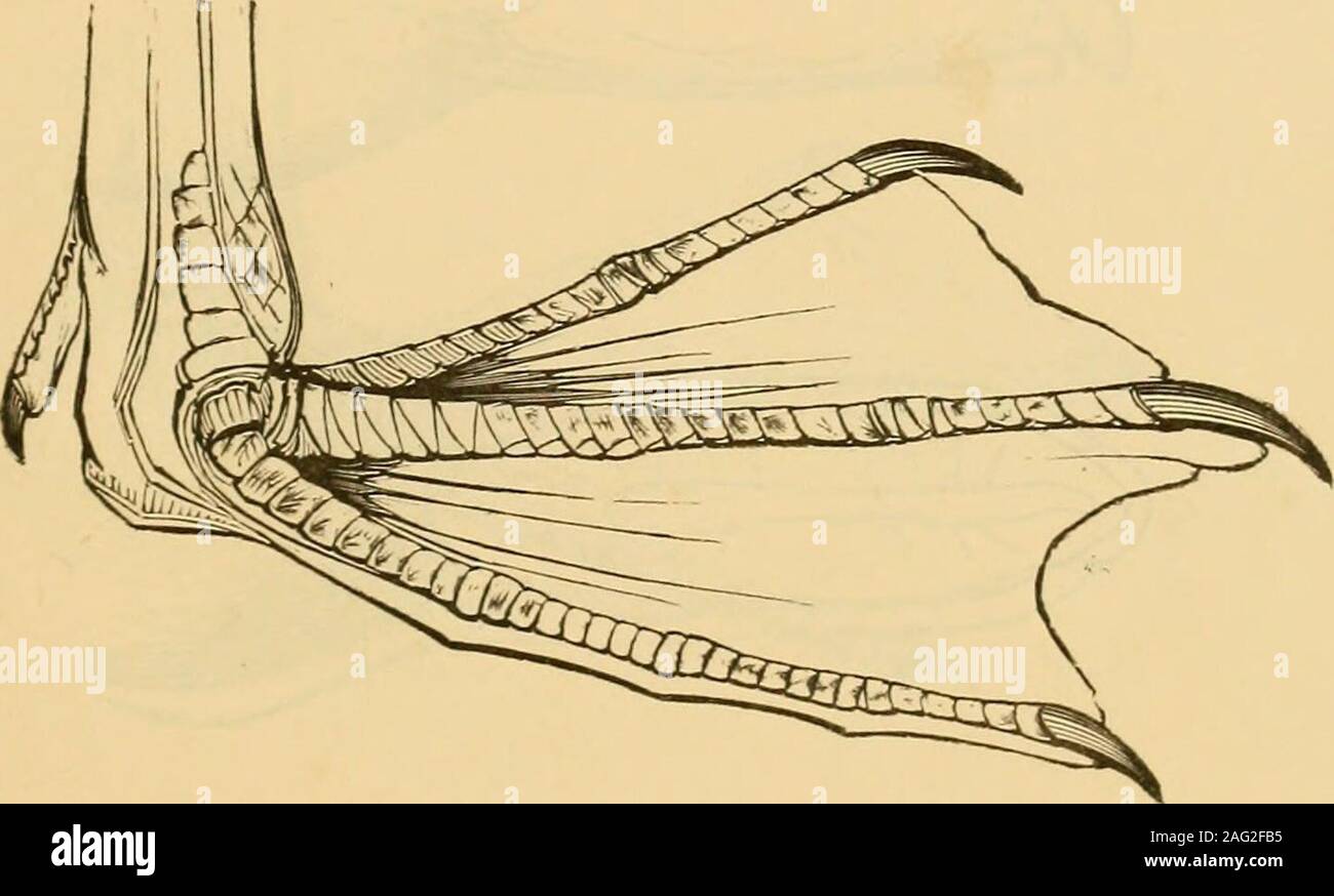 . A monograph on the anatidae, or duck tribe. ? ? 1 J 19 [ NSERIX.E ...