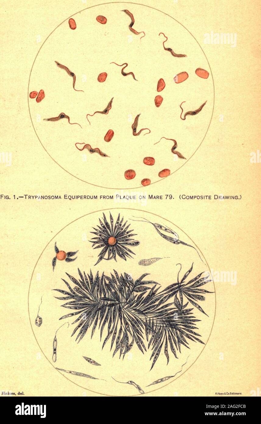 . Dourine of horses : its cause and suppression. the edematous ...