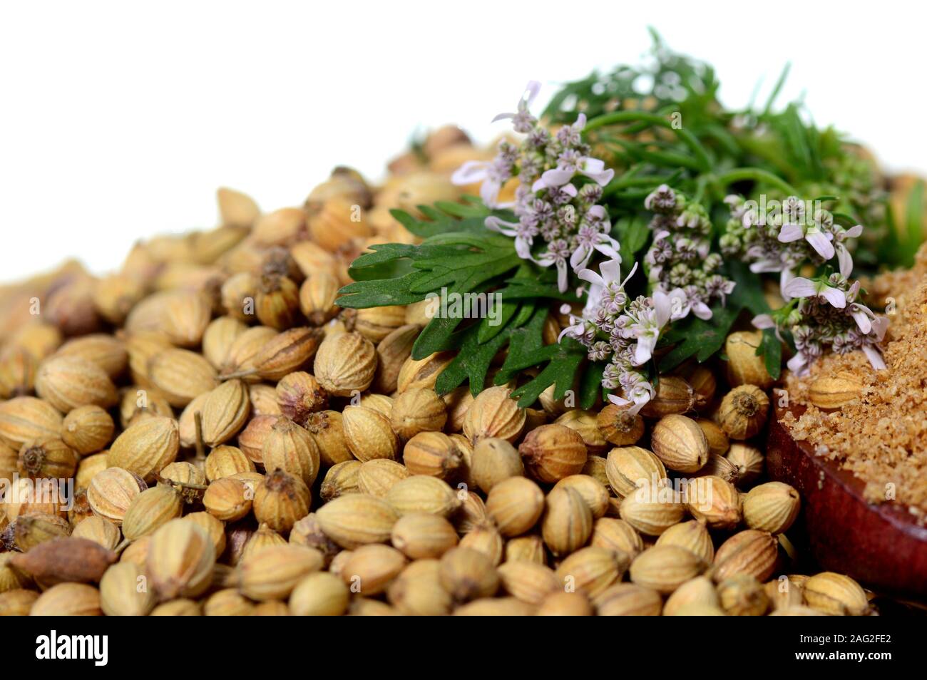 Coriander seeds, Fresh Coriander and Powdered coriander isolated on ...