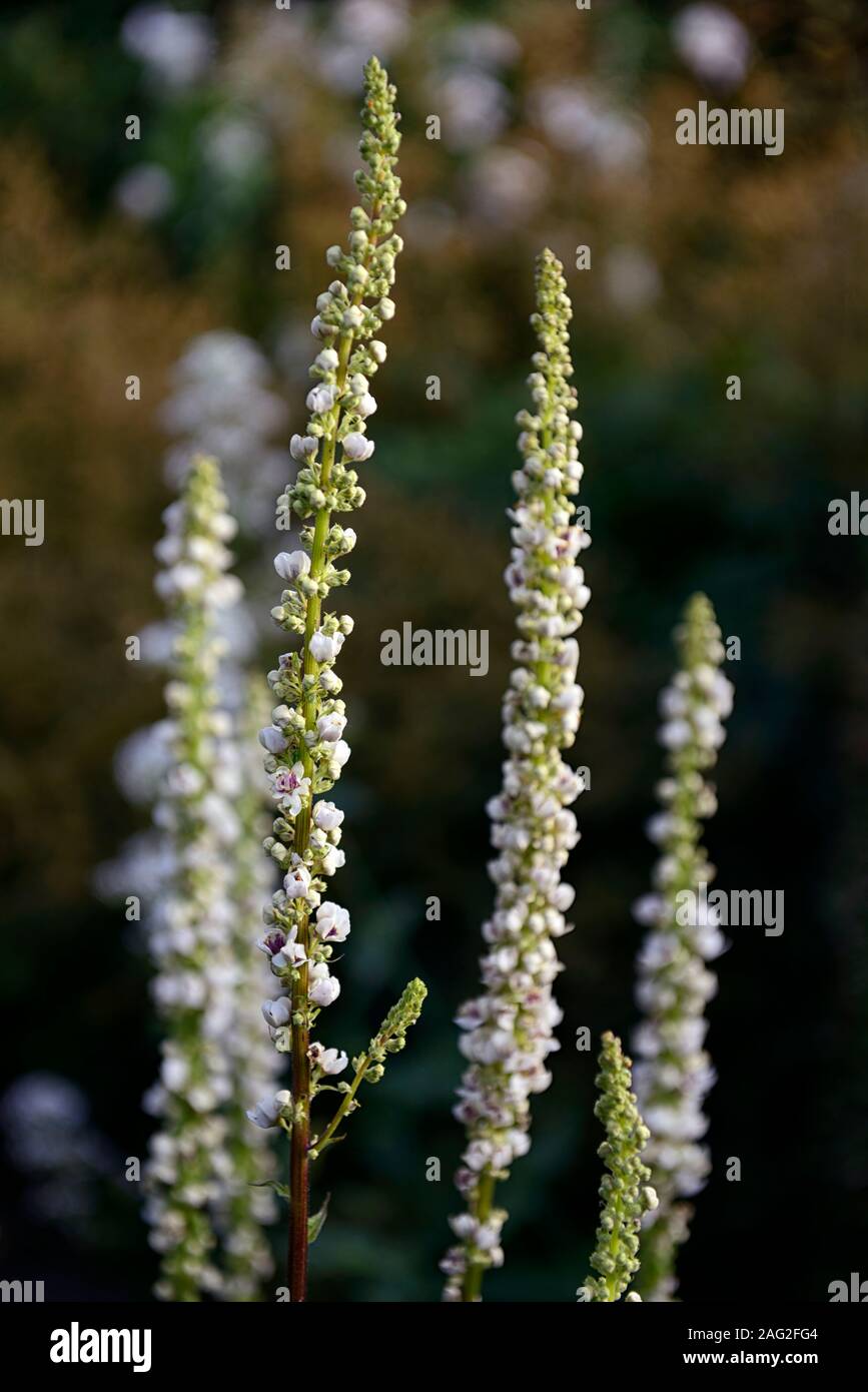 White mulleins hi-res stock photography and images - Alamy