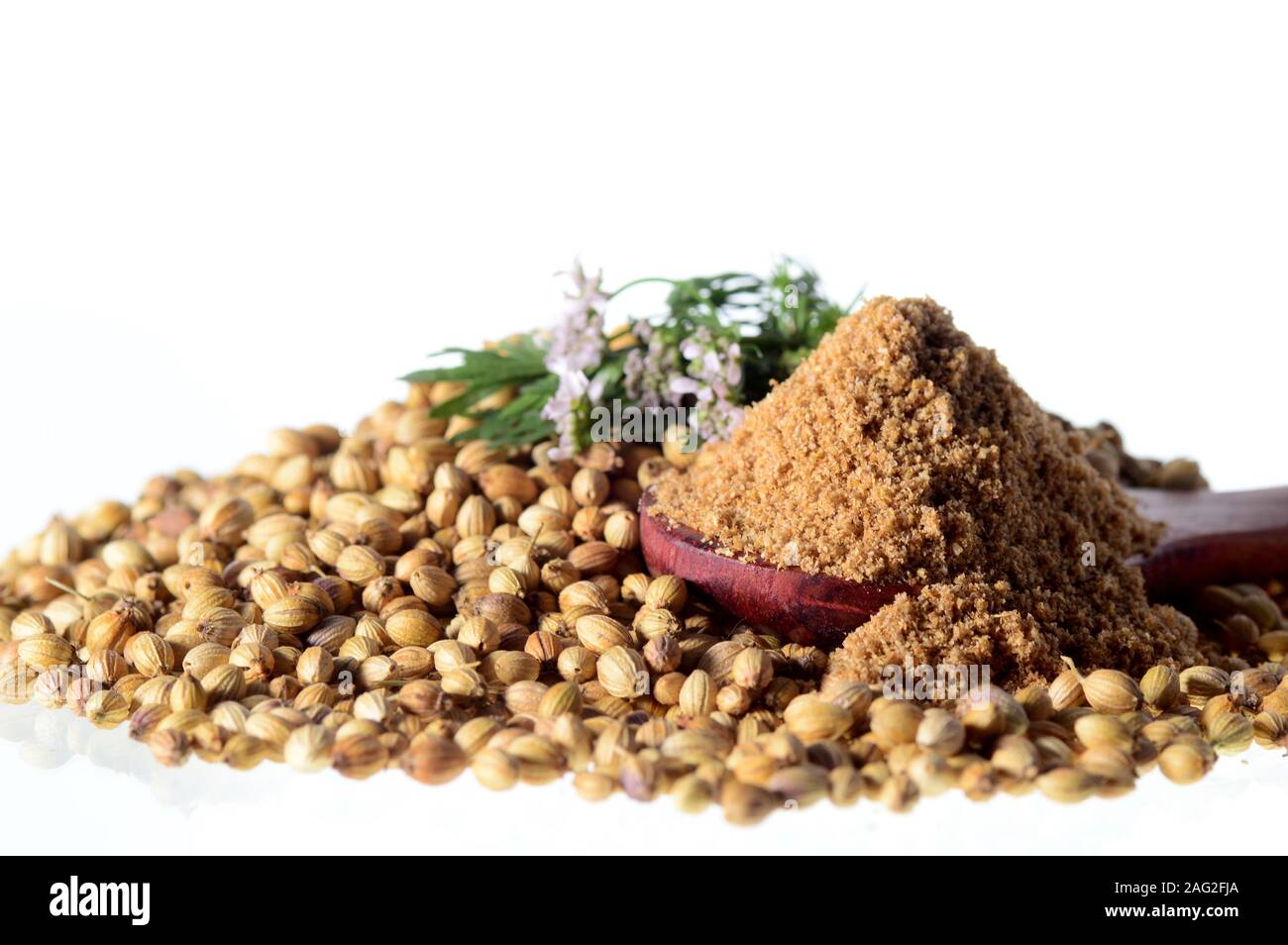 Coriander seeds, Fresh Coriander and Powdered coriander isolated on ...