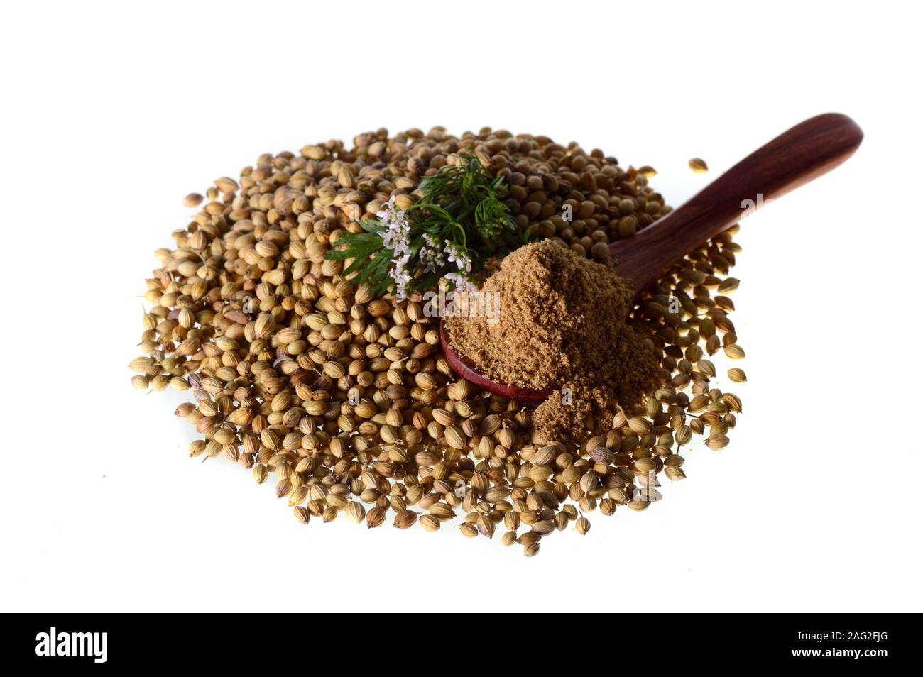 Coriander seeds, Fresh Coriander and Powdered coriander isolated on ...
