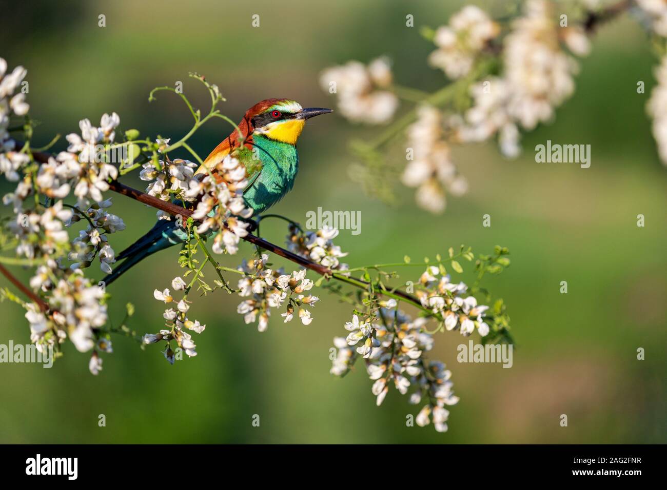 colored wild bird sits among spring blossoming tree Stock Photo - Alamy