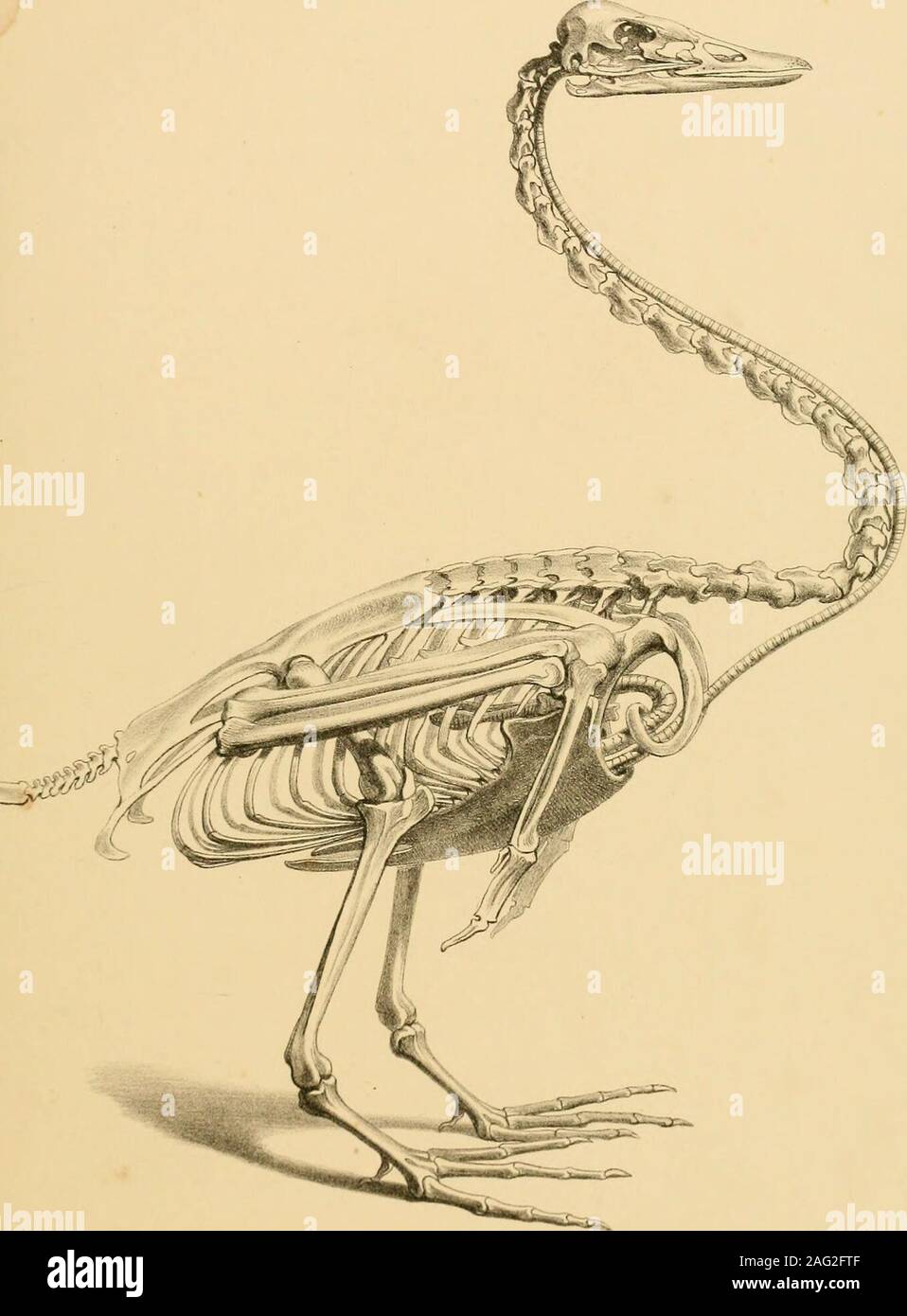 Longest bill hi-res stock photography and images - Alamy