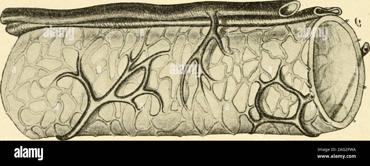 Submaxillary gland hi-res stock photography and images - Alamy