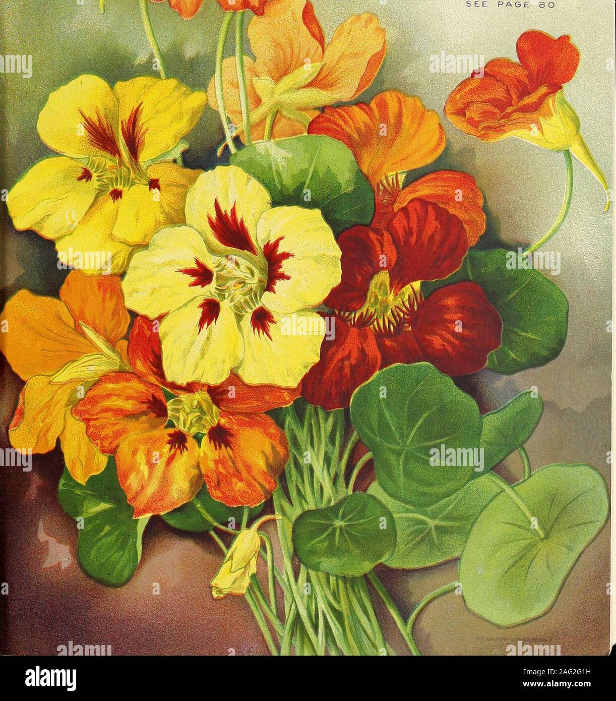 Shield shaped leaves hi-res stock photography and images - Alamy