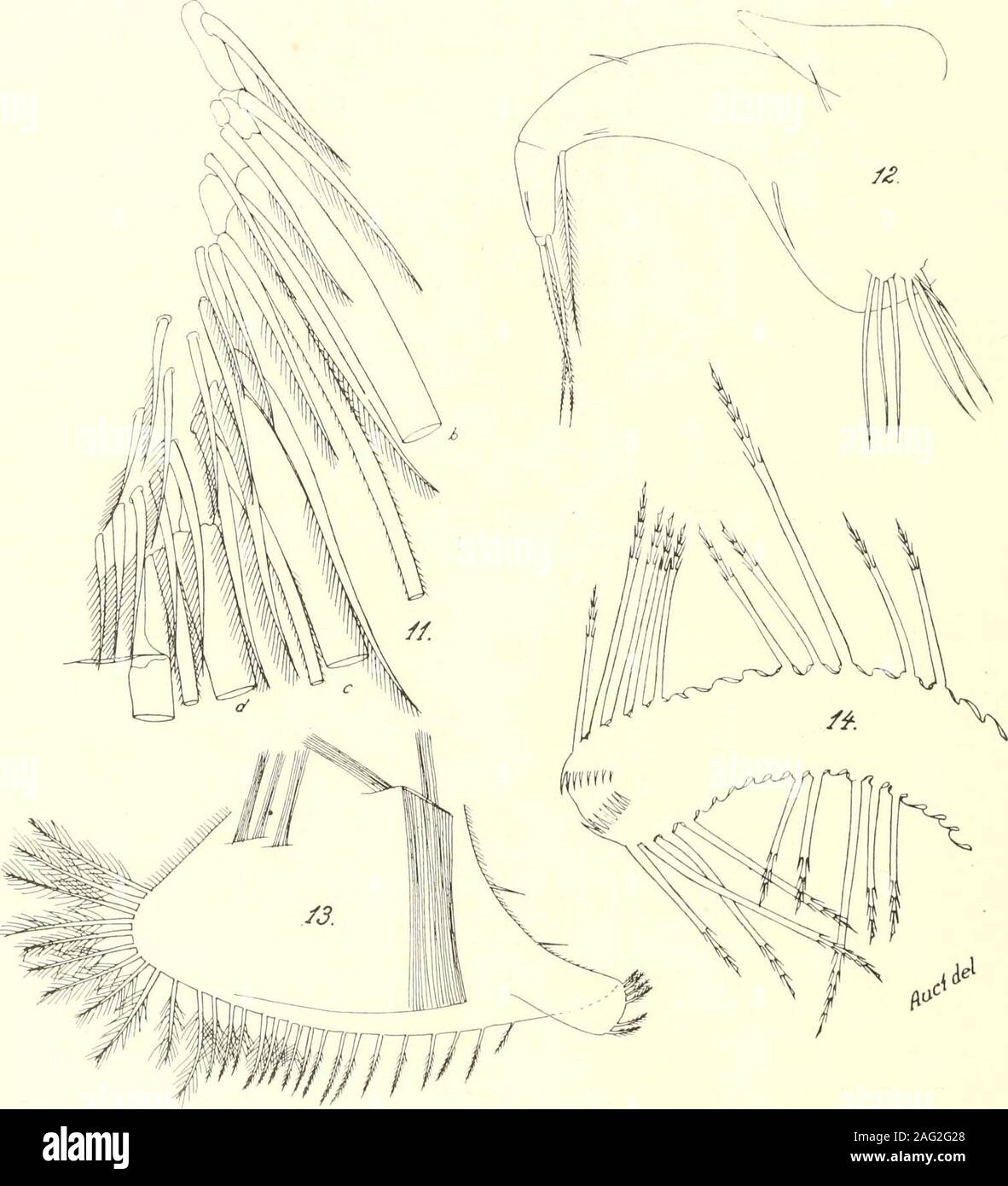 Ristle hi-res stock photography and images - Alamy