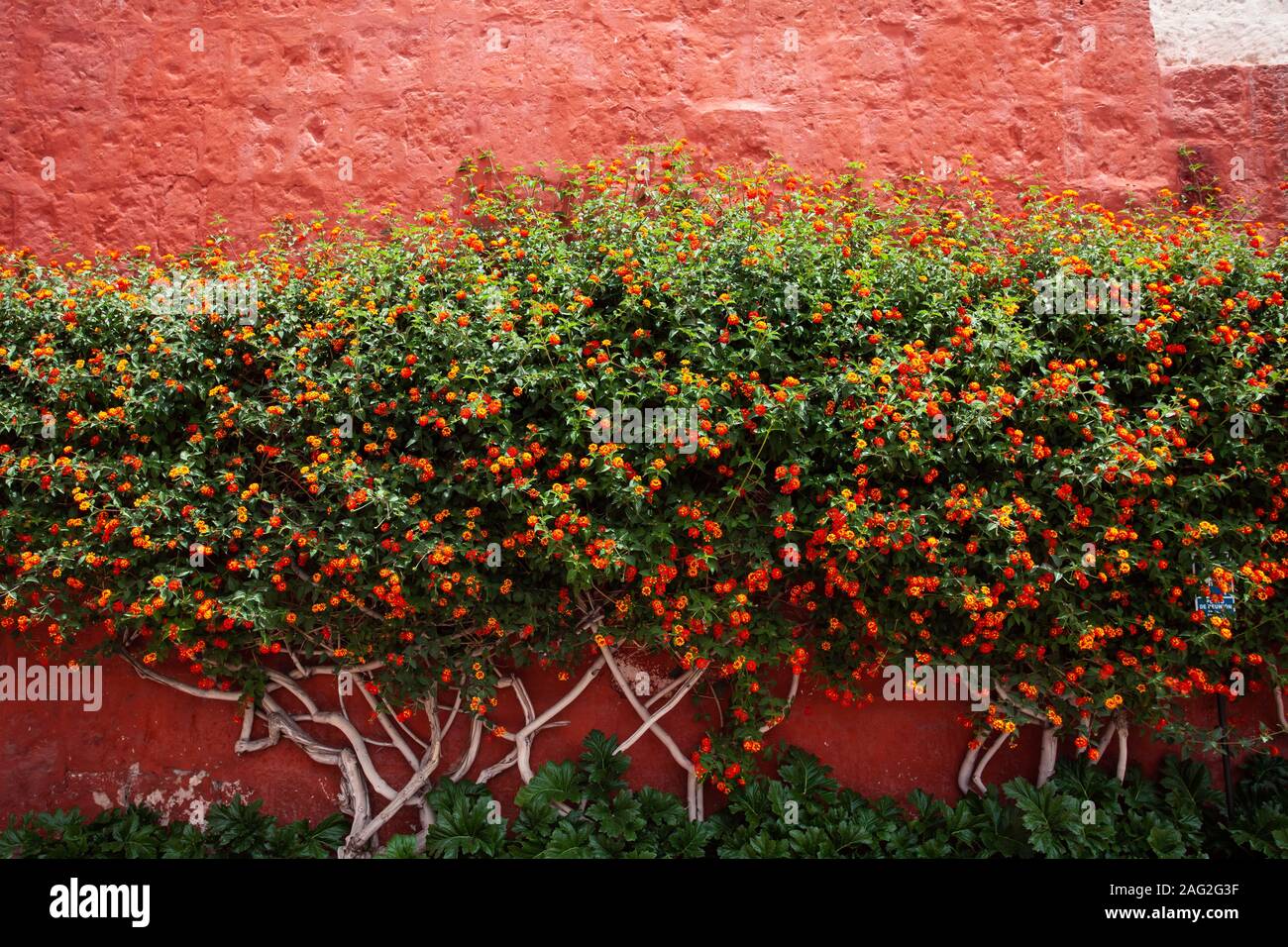 Tree in monastery Saint Catalina, Arequipa, Peru Stock Photo - Alamy