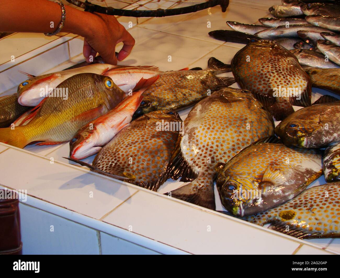 Fresh fish for sale at a fish stall in Tabaco city, Luzon island, The ...