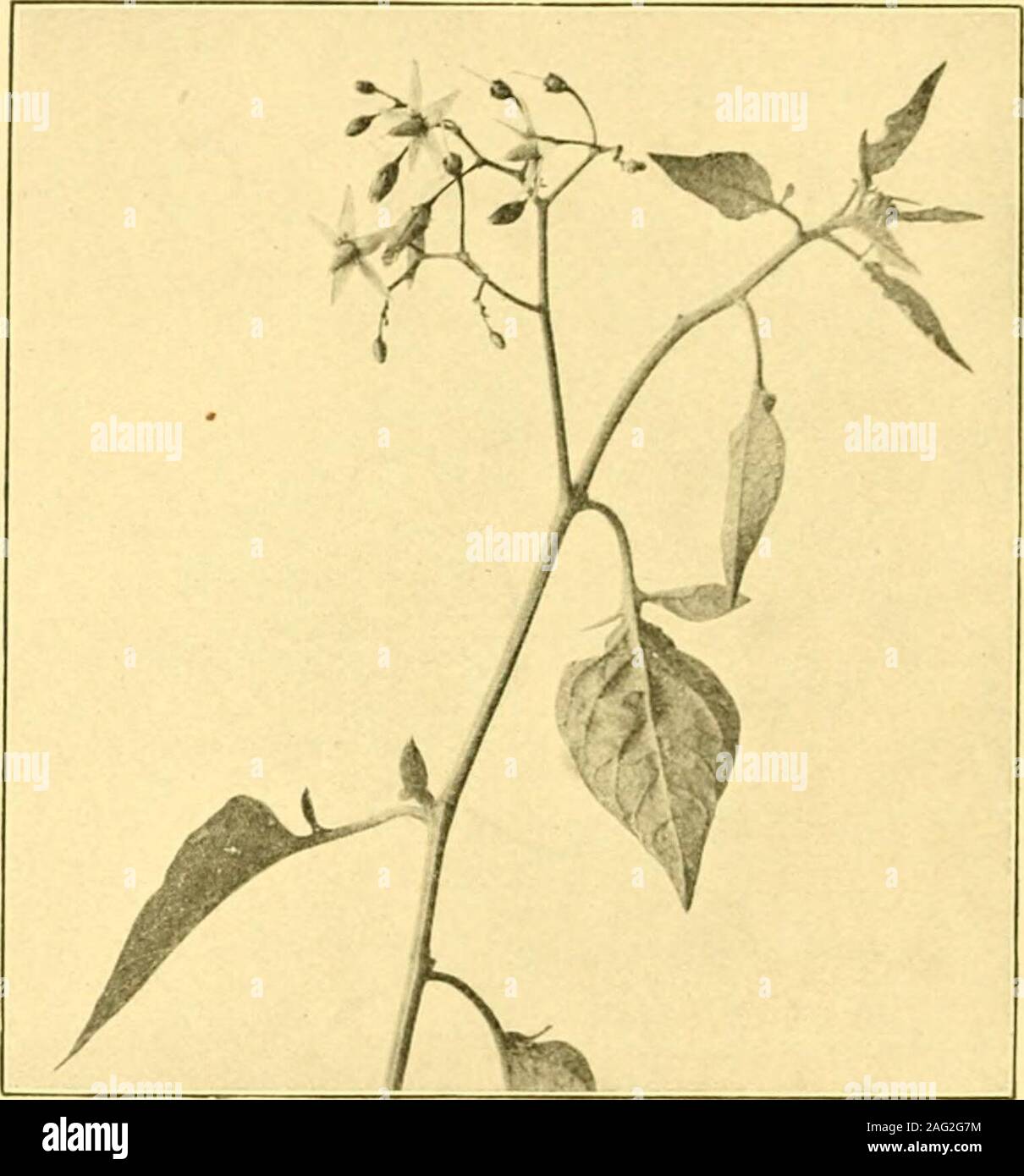 Lobe shaped leaves hi-res stock photography and images - Alamy