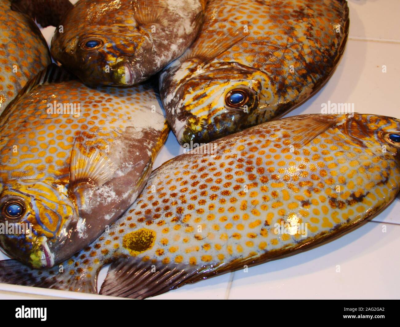 Fresh fish for sale at a fish stall in Tabaco city, Luzon island, The ...