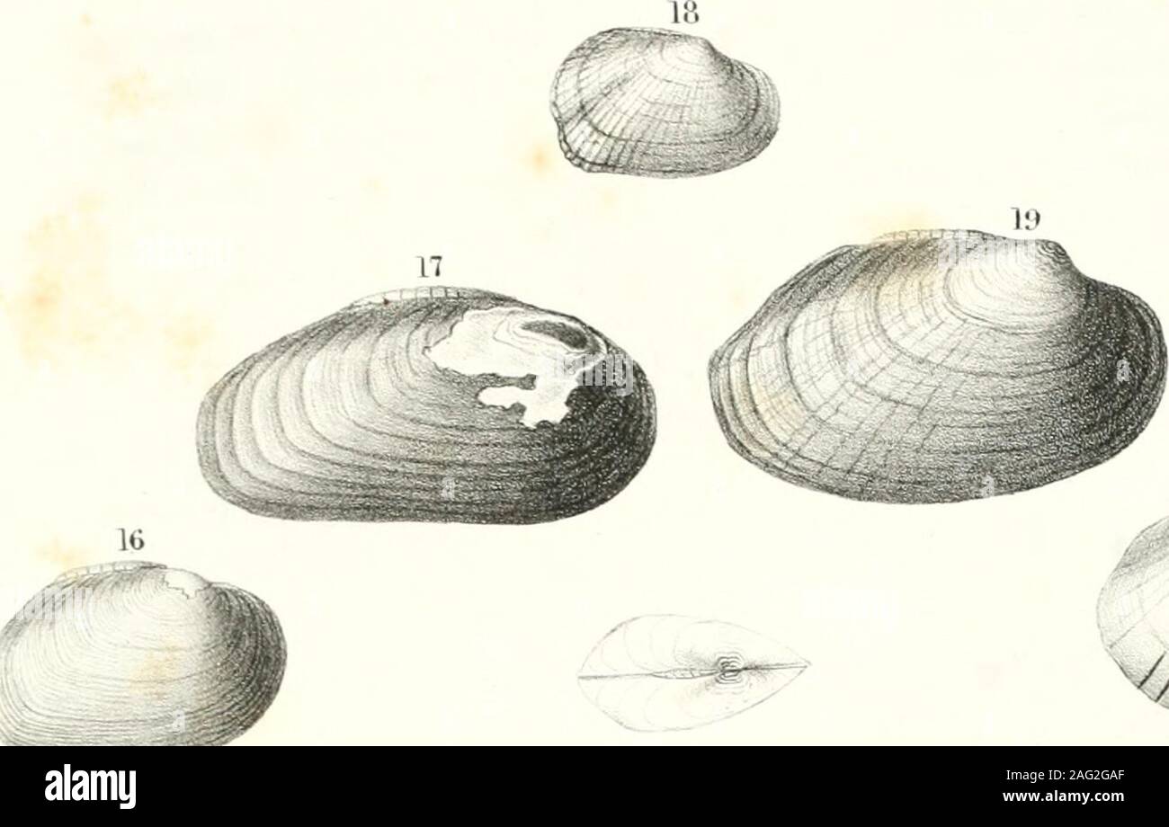 9 whole teeth hi-res stock photography and images - Alamy