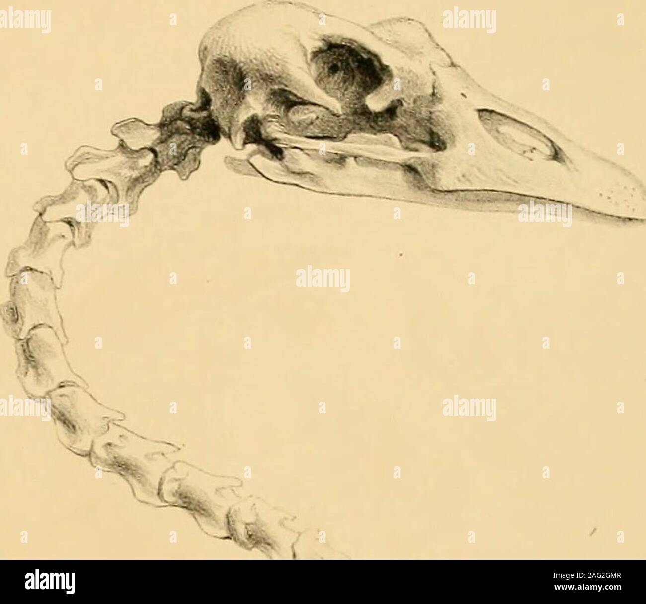 . A monograph on the anatidae, or duck tribe. em tendentibus. An at ...